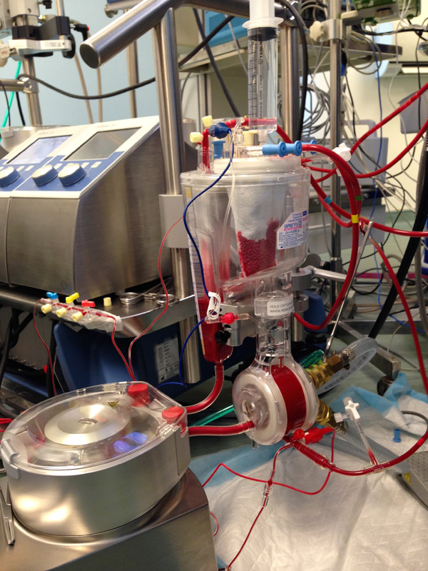 La chirurgie sur la maladie valvulaire du chien Versailles